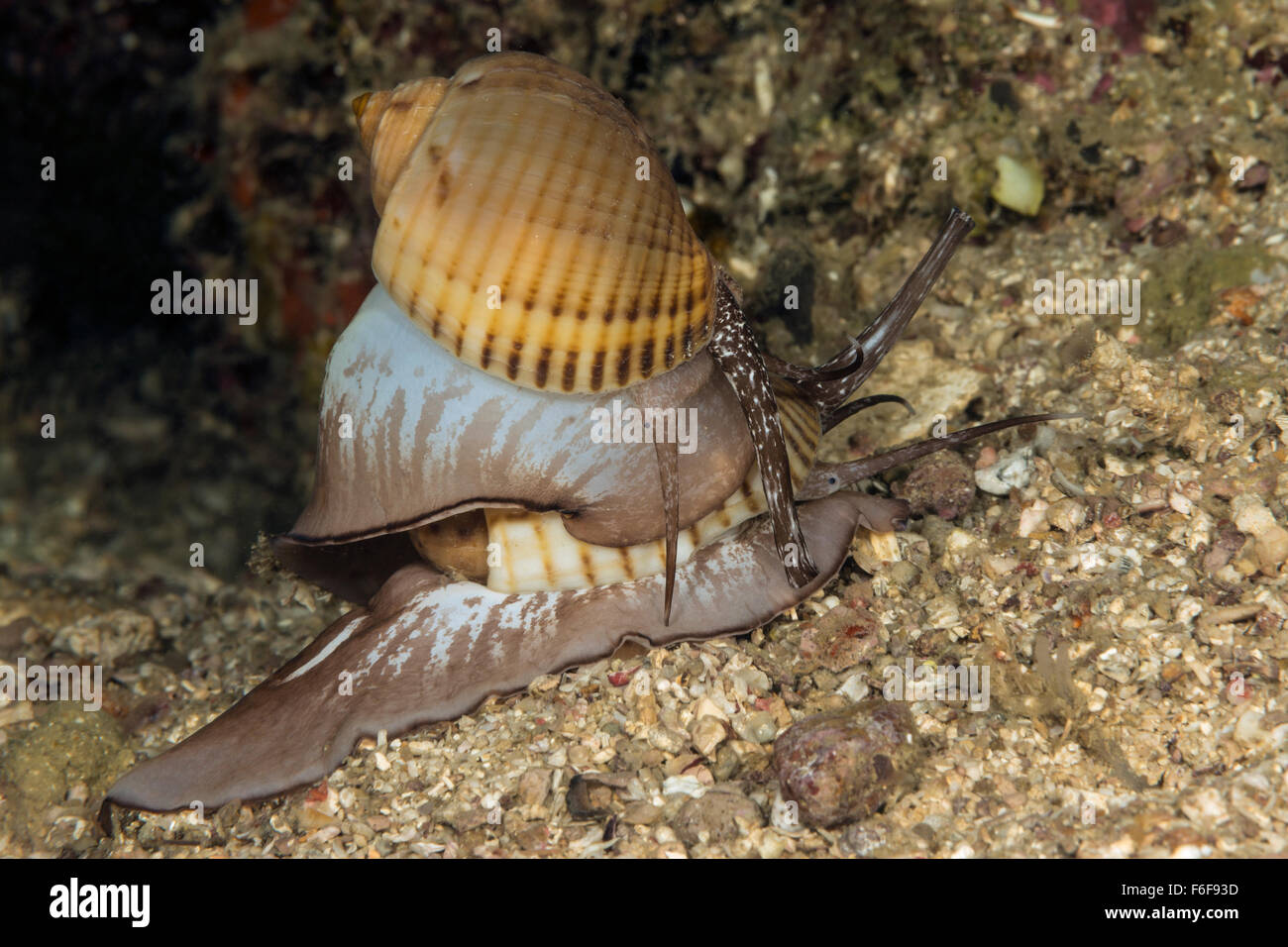 Pair of Channeled Tun Shell, Tonna cepa, Flores, Indonesia Stock Photo ...
