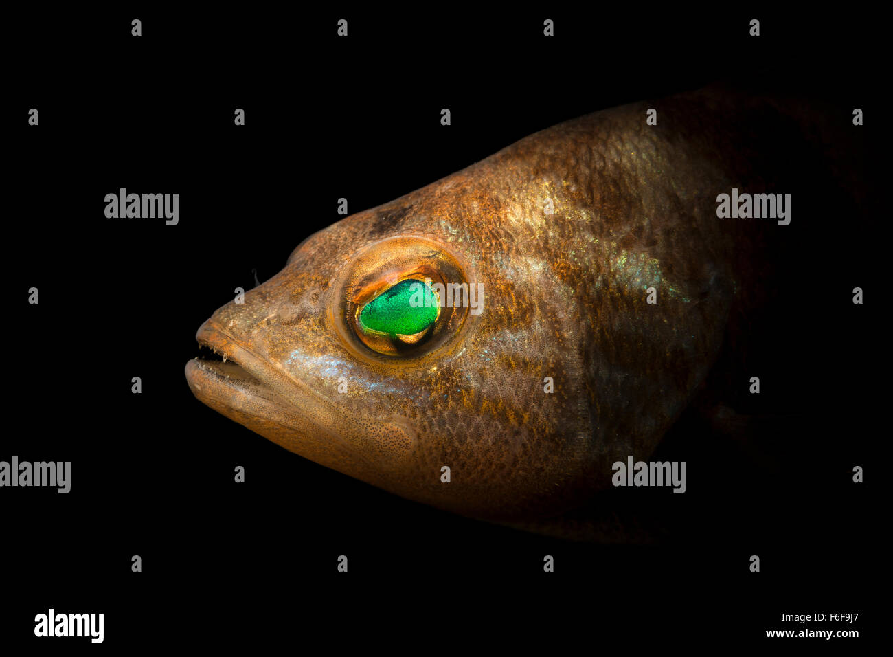 Brown Comber, Serranus hepatus, Piran, Slovenia Stock Photo - Alamy