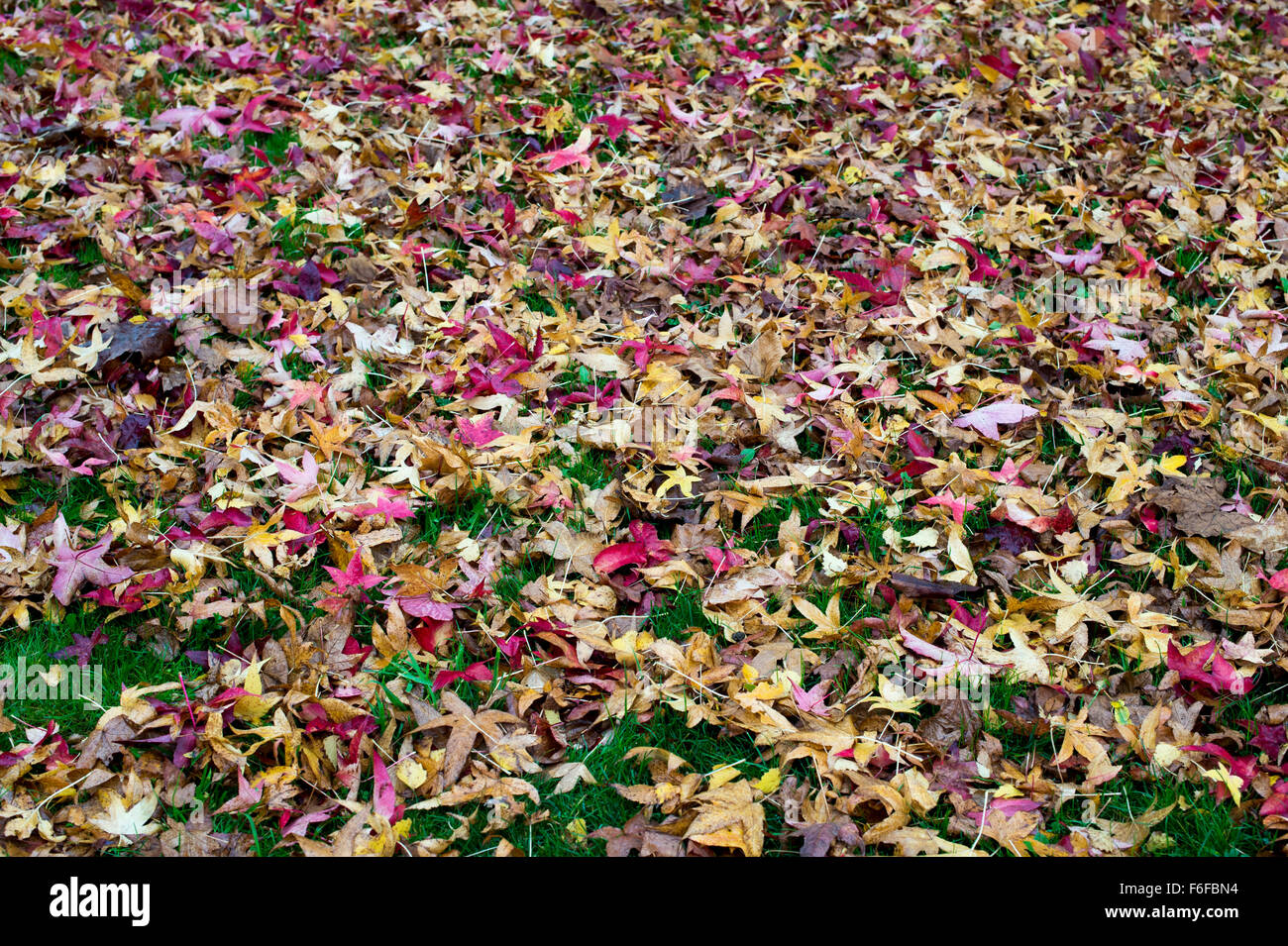 Sweet gum tree hi-res stock photography and images - Alamy