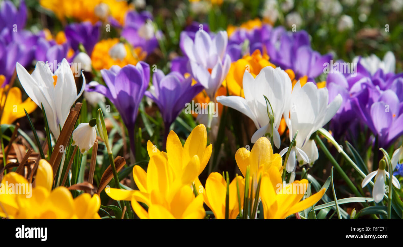 Blooming yellow and crocuses Stock Photo - Alamy