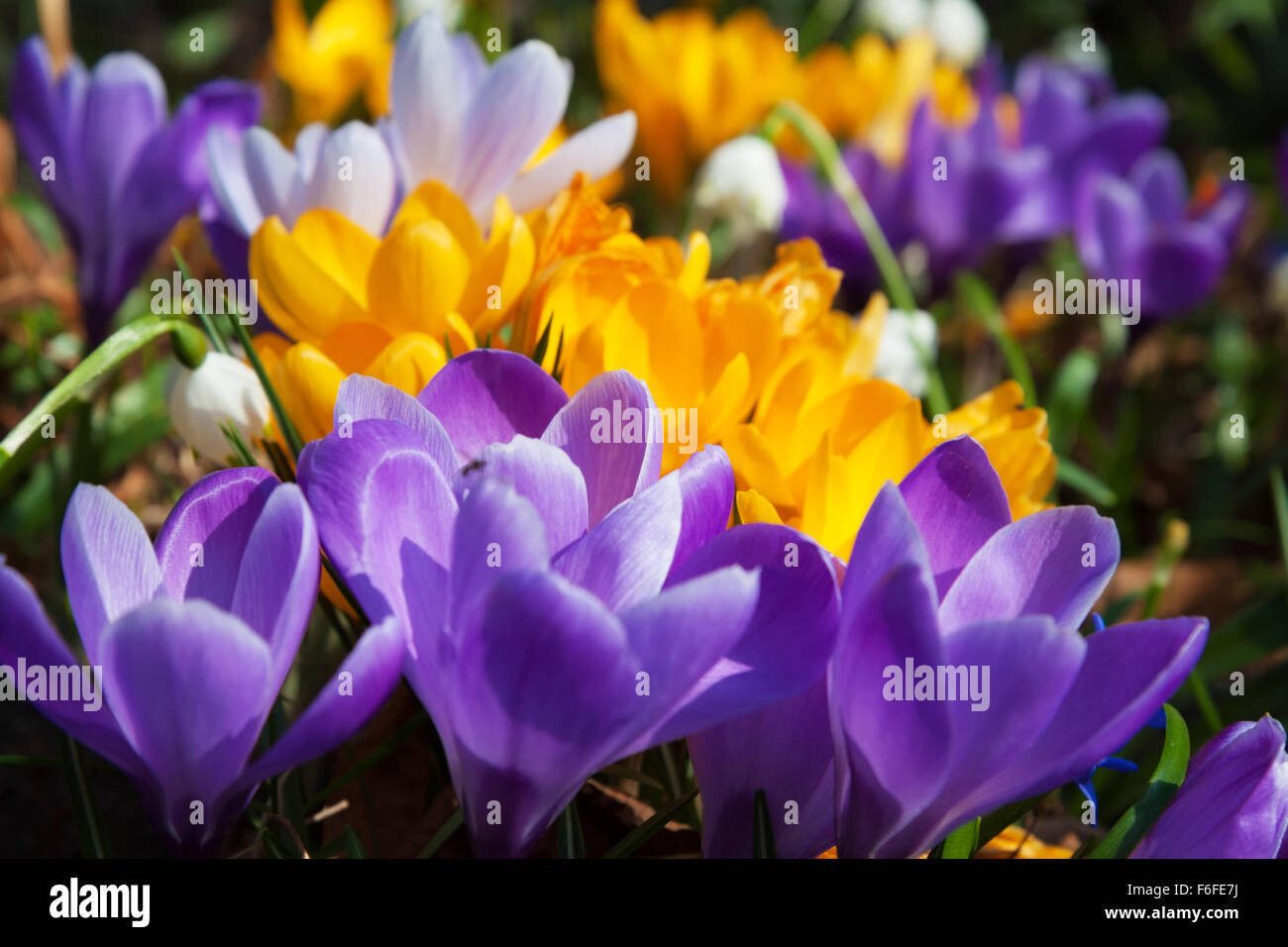 Purple yellow crocus flowers hi-res stock photography and images - Alamy
