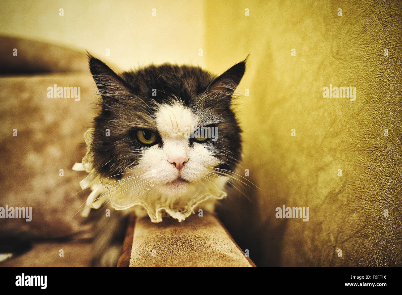 angry and funny wedding cat Stock Photo - Alamy