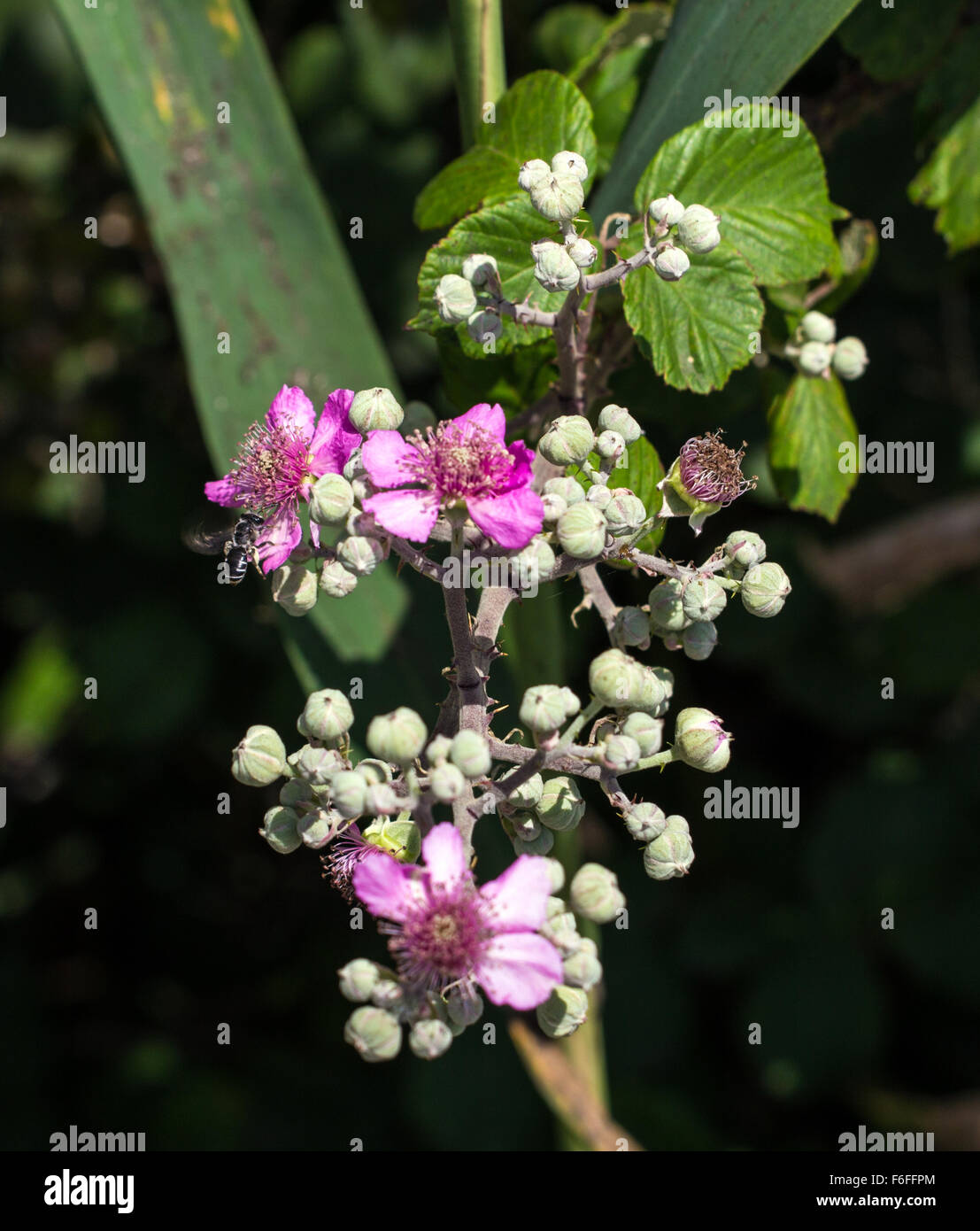 Majorca flowers hi-res stock photography and images - Alamy