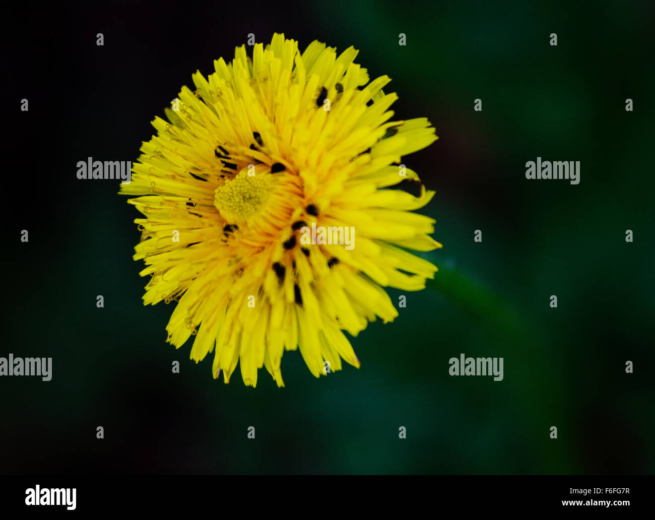 Growing insects hi-res stock photography and images - Alamy