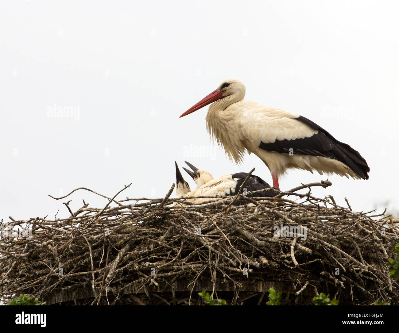 White Stork with its young in nest Stock Photo - Alamy