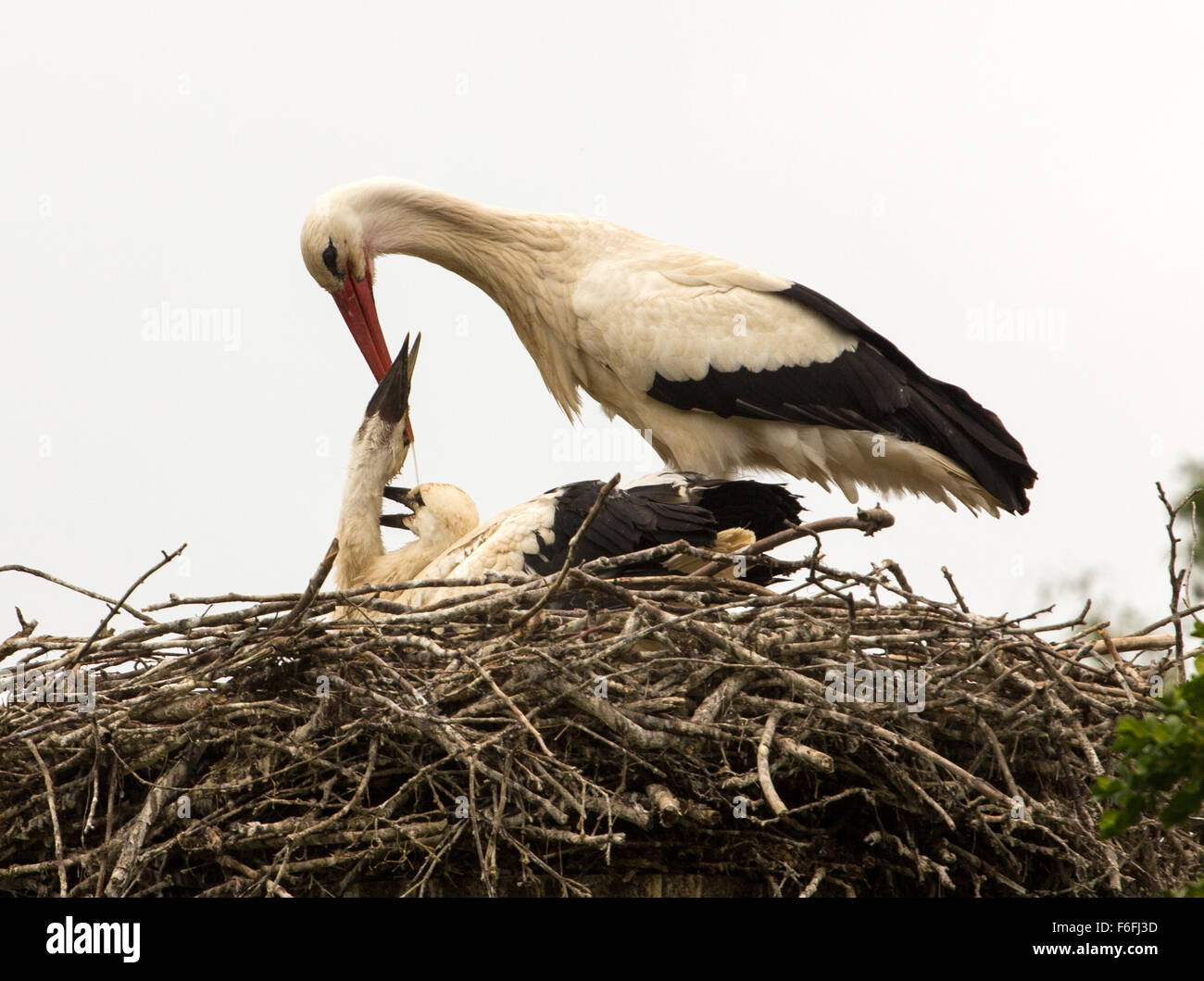 White Stork with its young in nest feeding Stock Photo - Alamy