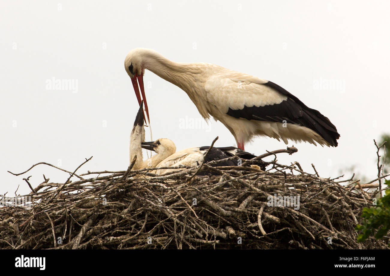 White Stork with its young in nest feeding Stock Photo - Alamy
