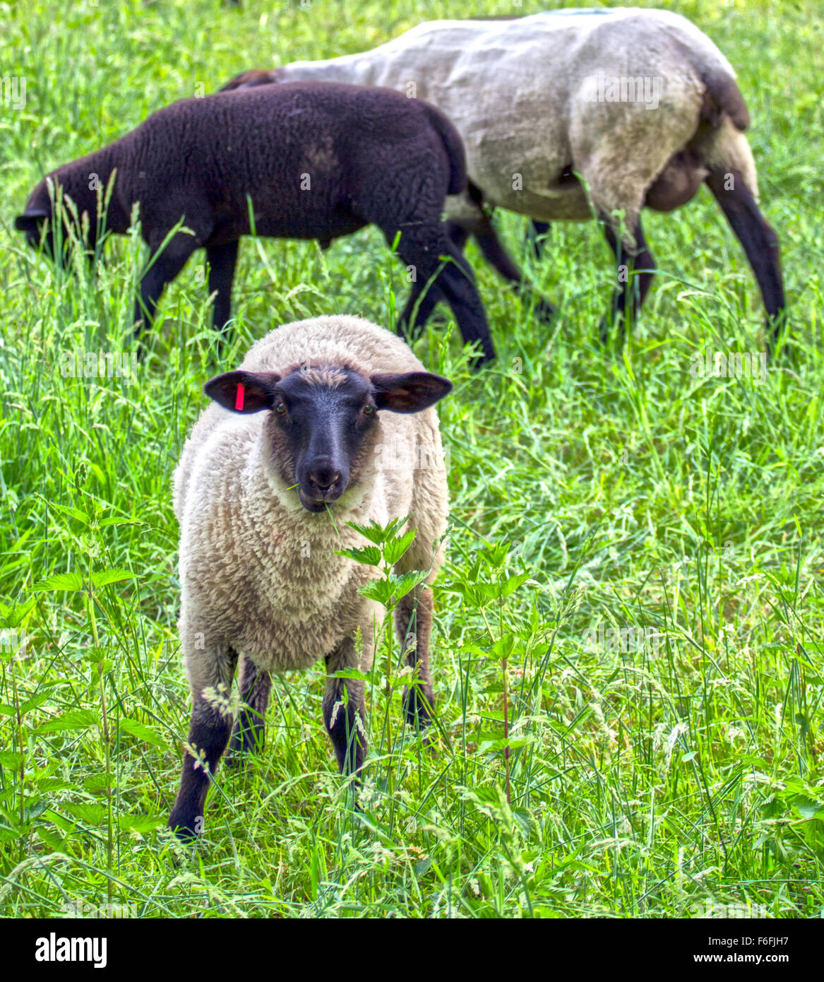 animals grazing in green field Stock Photo - Alamy