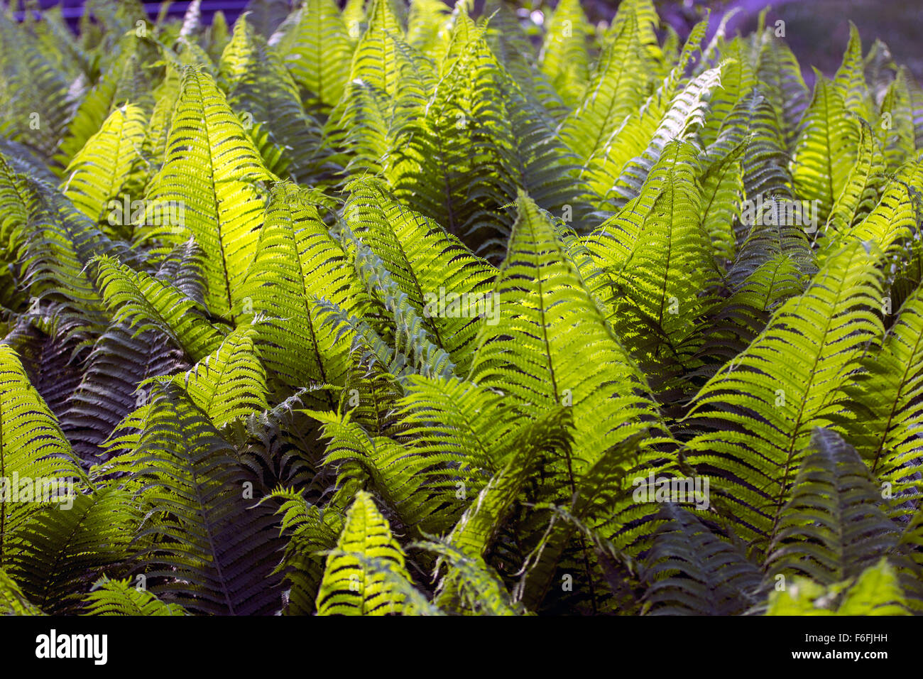 green ferns in Ettlingen Stock Photo - Alamy