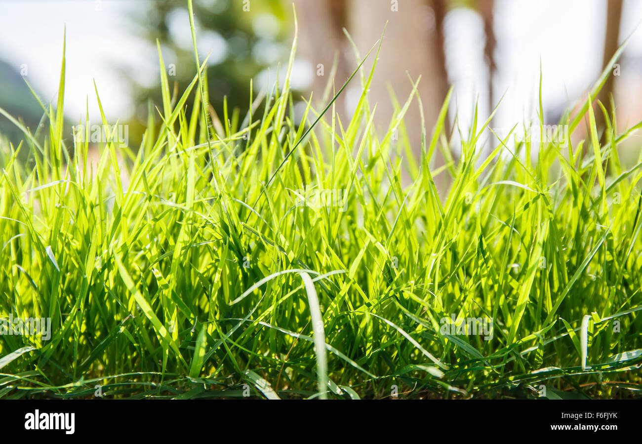 Grass in garden hi-res stock photography and images - Alamy