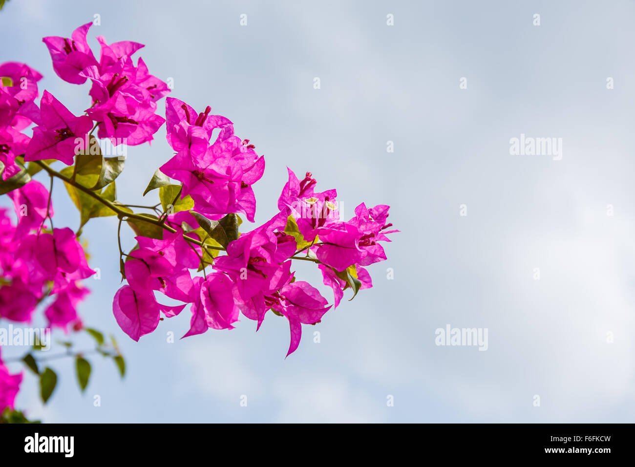 Tree bougainvillea hi-res stock photography and images - Alamy