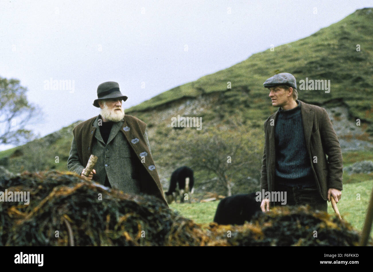 RELEASE DATE: December 20, 1990 MOVIE TITLE: The Field STUDIO: Avenue ...