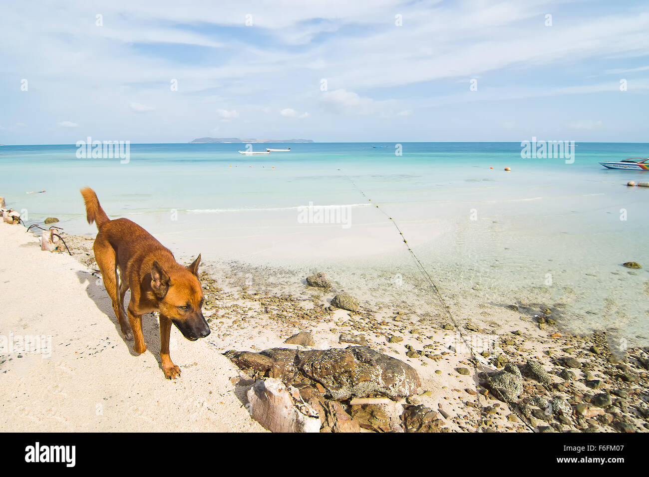 Red dog on beach sunset hi-res stock photography and images - Alamy