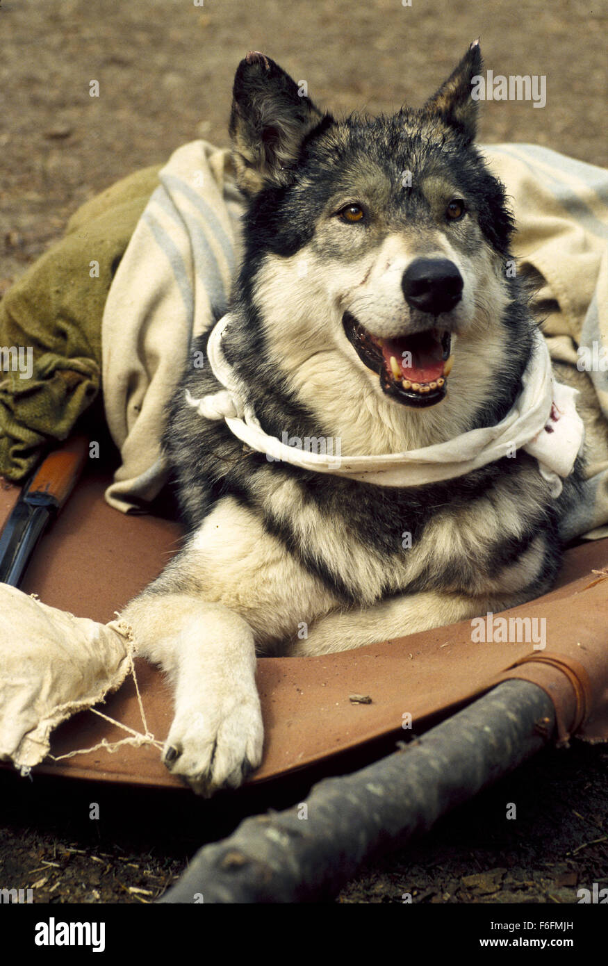 White fang 1991 hi-res stock photography and images - Alamy