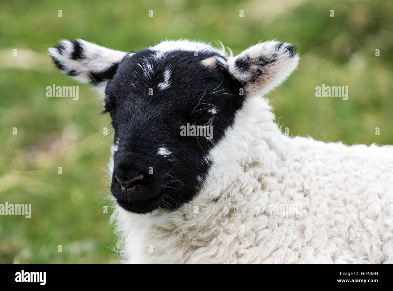 Lamb portrait hi-res stock photography and images - Alamy
