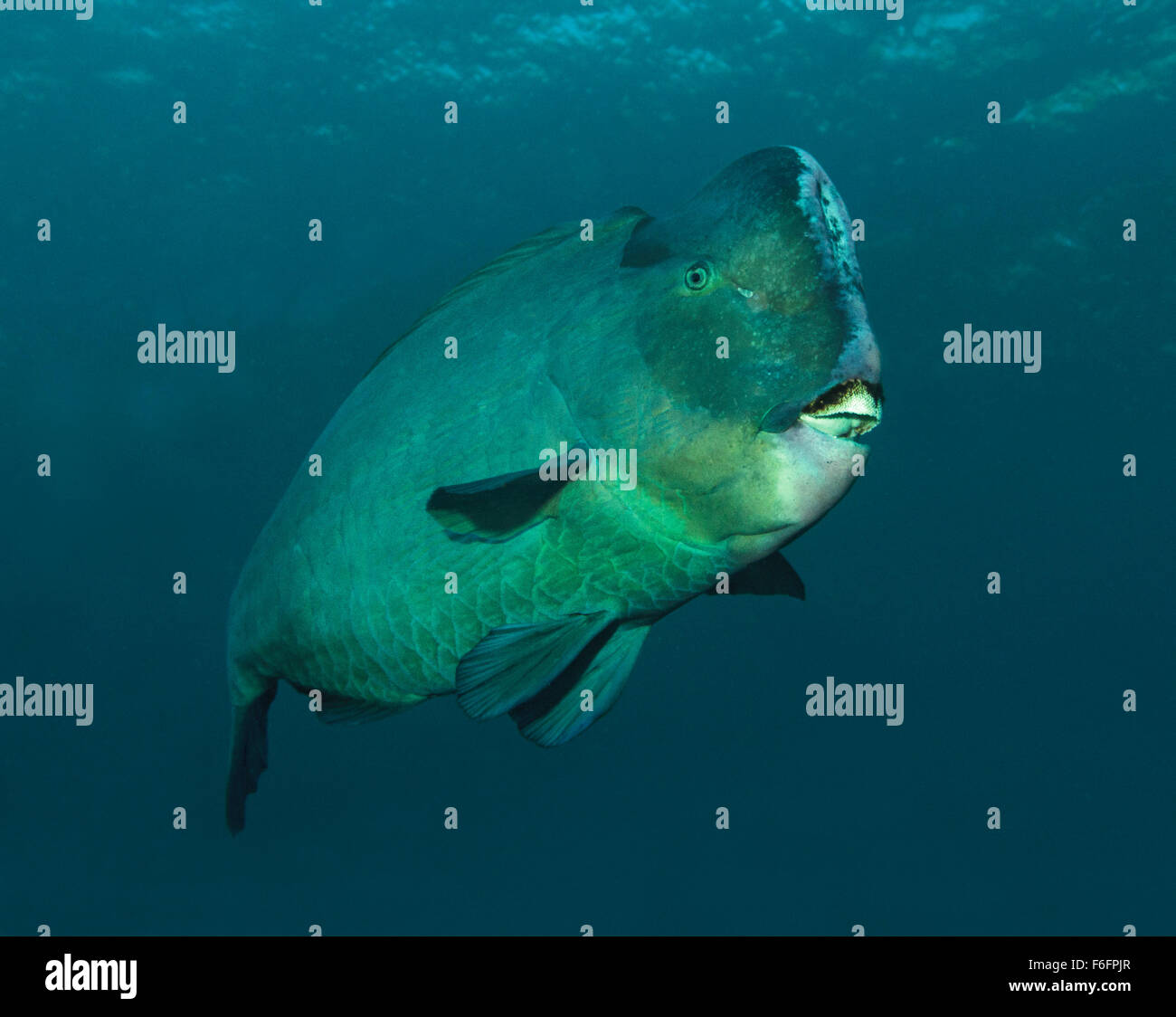Front view of green humphead parrotfish hi-res stock photography and ...