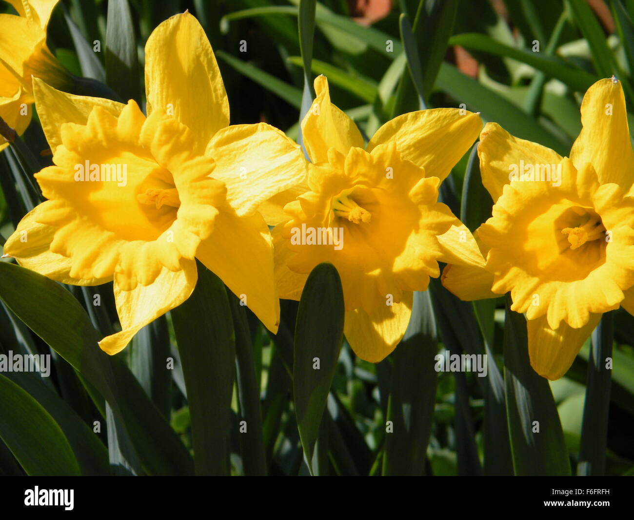 Three Daffodils in early spring sunshine Stock Photo - Alamy