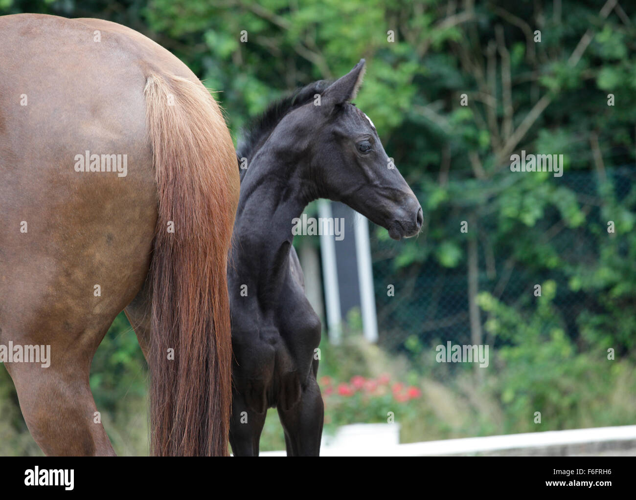 Mare foal summer standing hi-res stock photography and images - Alamy