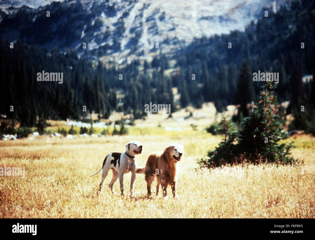 The Incredible Journey Character Drawings