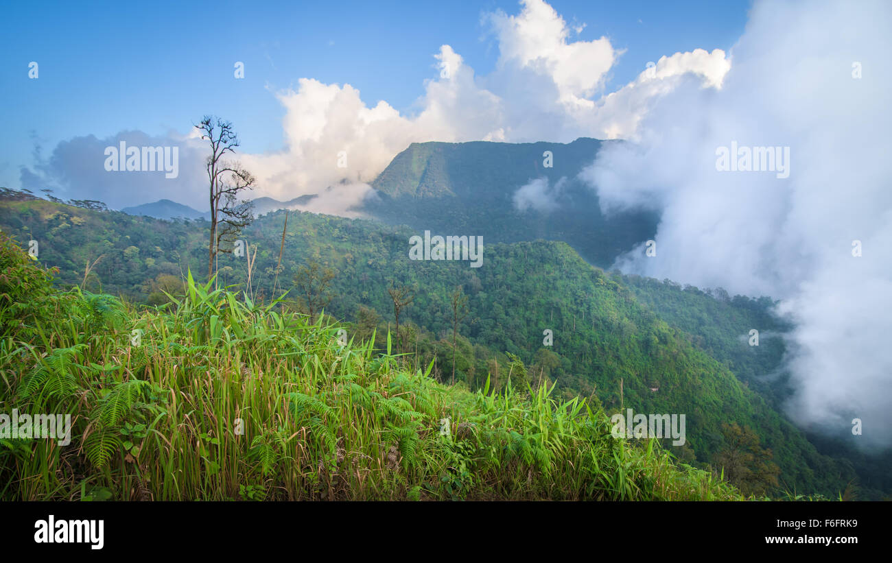 Subtropical evergreen forest hi-res stock photography and images - Alamy