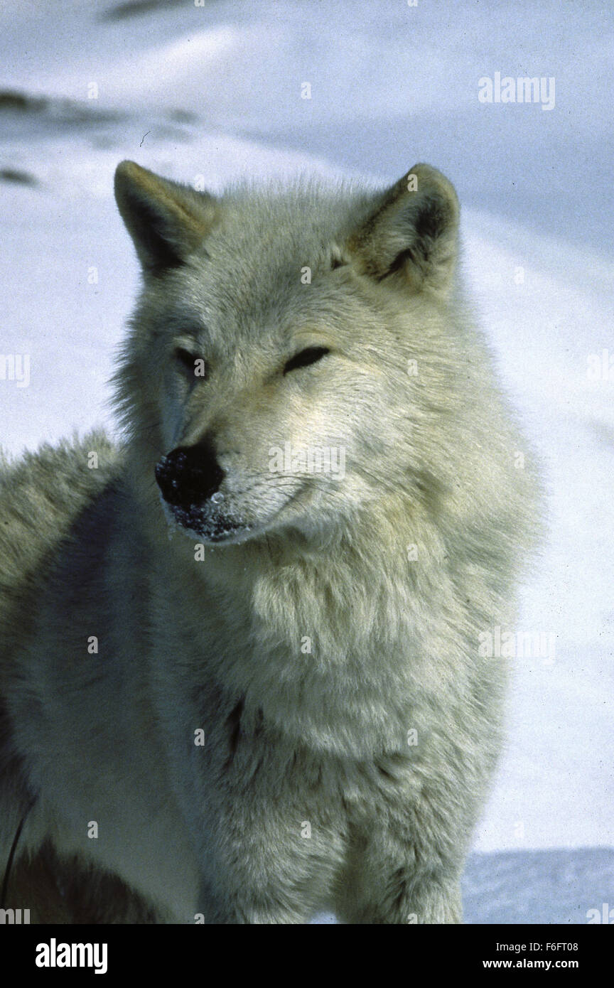 RELEASE DATE: March 5, 1993. MOVIE TITLE: Shadow of the Wolf. STUDIO ...
