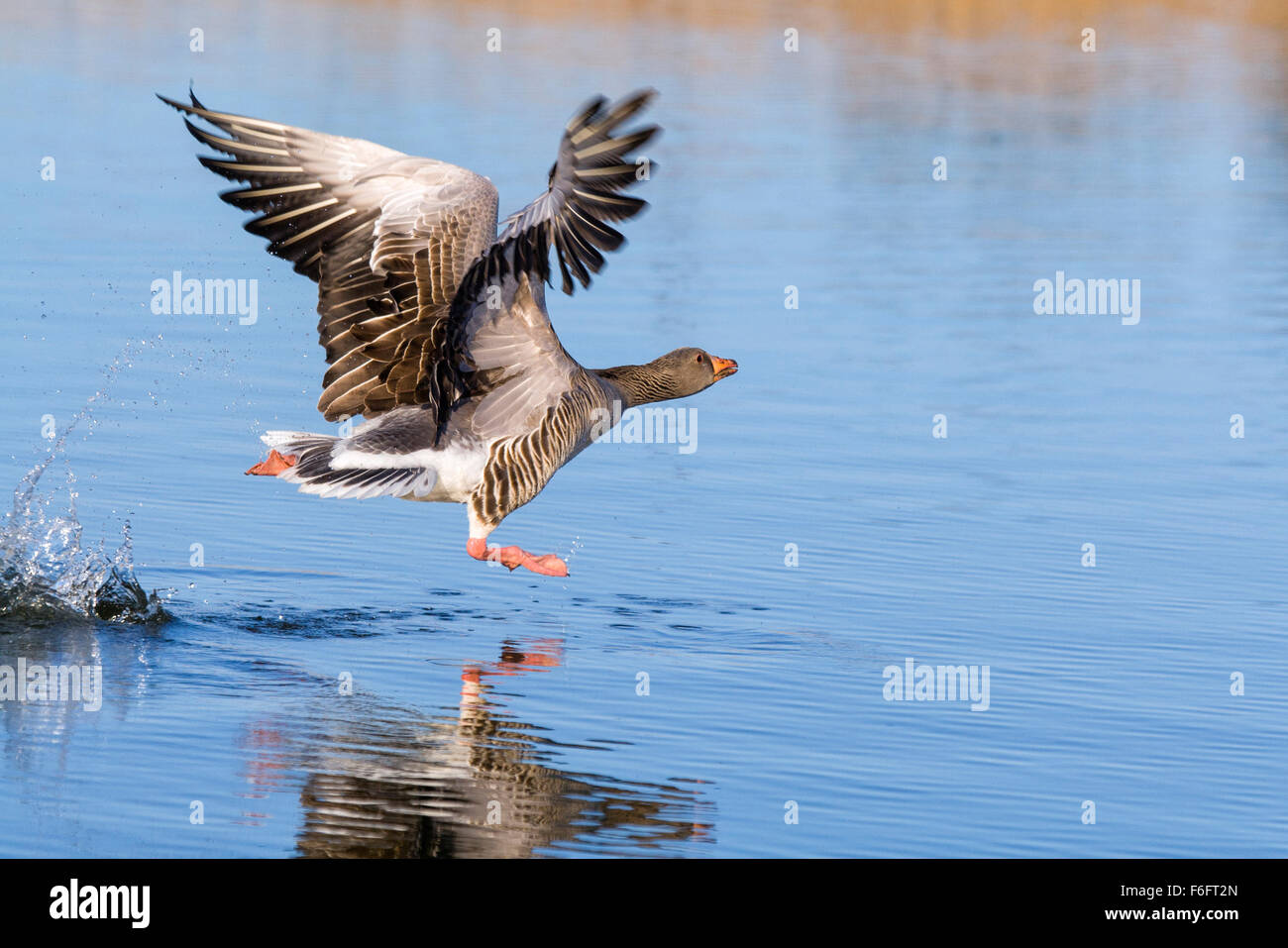 Greylag Goose taking flight Norfolk Broads UK Stock Photo - Alamy