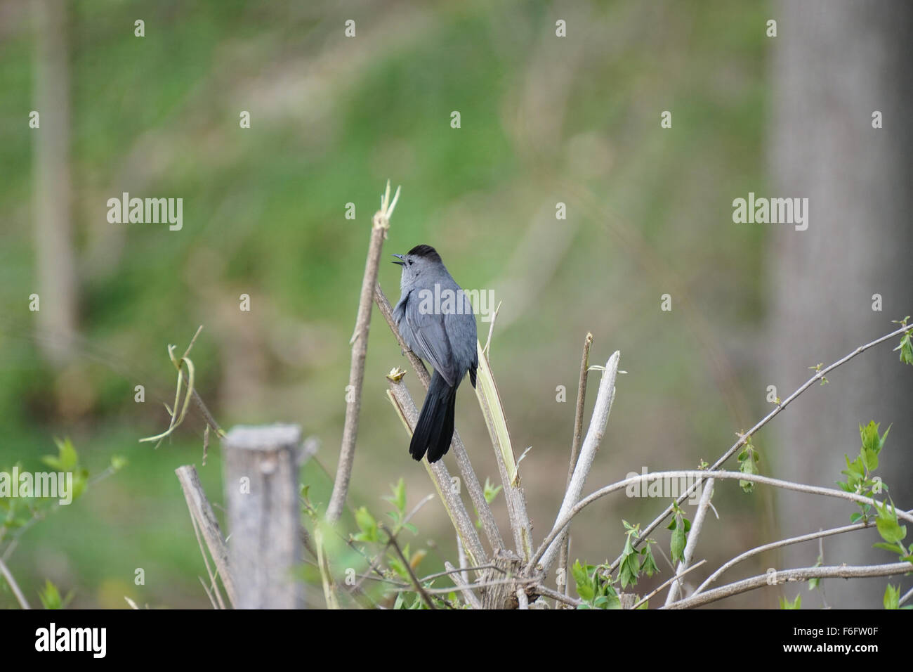 Gray Catbird (Dumetella carolinensis) singing on spring perch in woods ...
