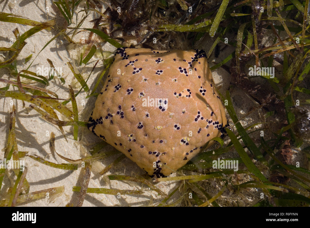 Starfish Coral Reef High Resolution Stock Photography and Images - Alamy
