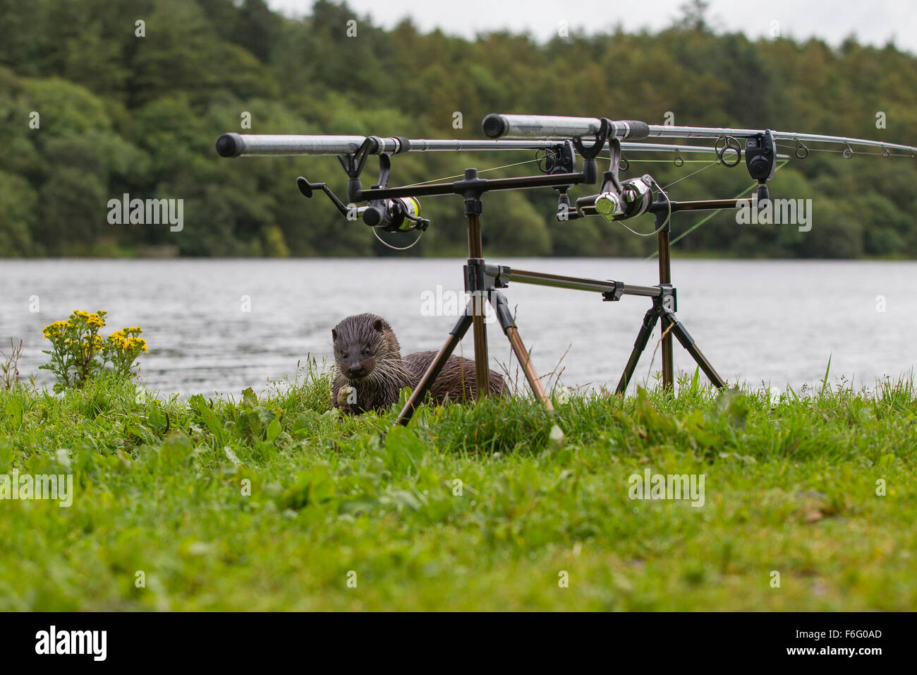 Otter eating a fish underneath fisherman's fishing rods (Lutra lutra ...