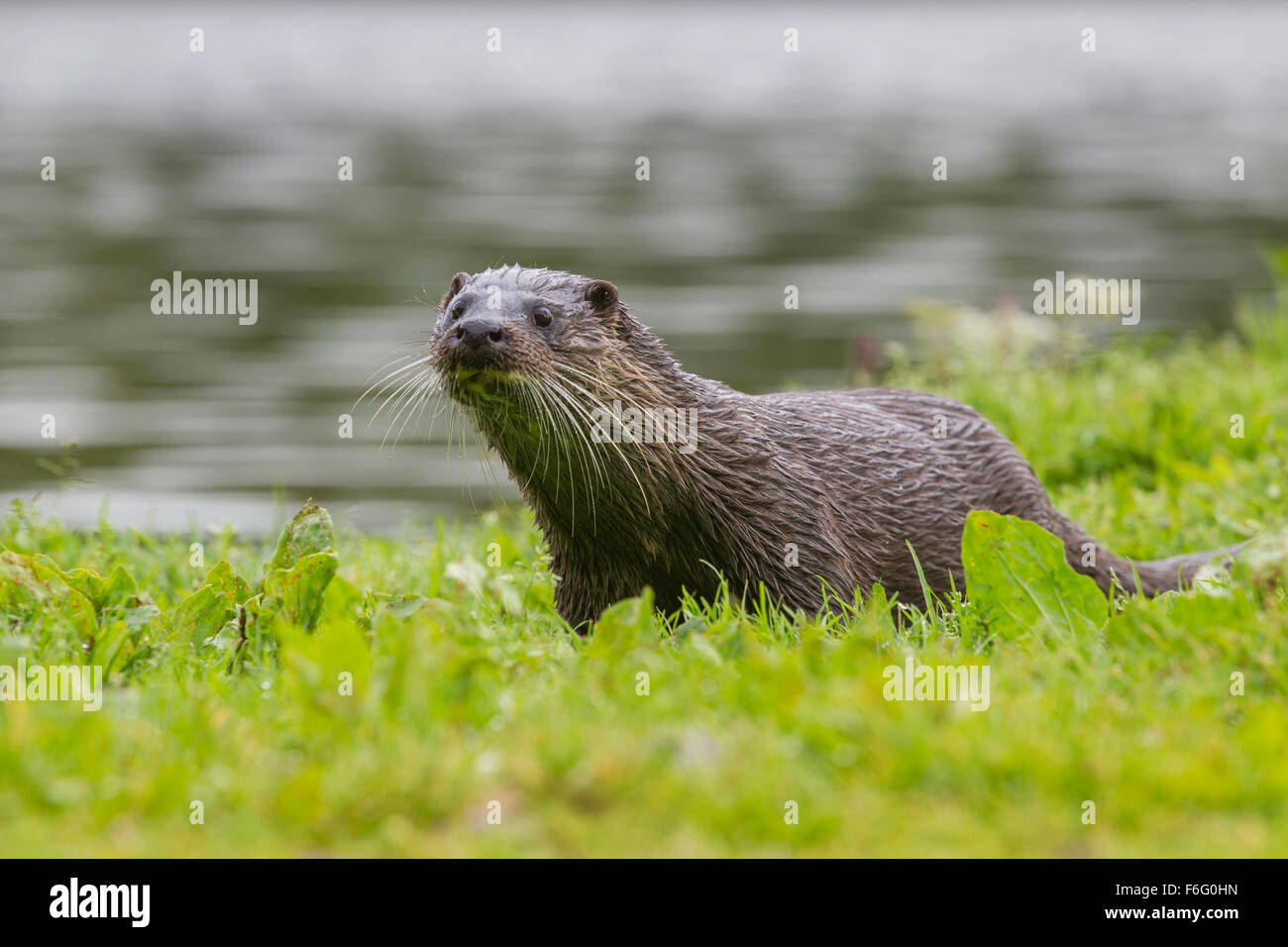Otter scotland hi-res stock photography and images - Alamy