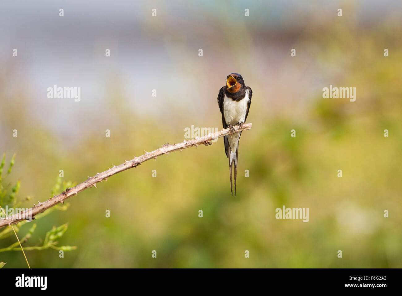 Uk swallow hi-res stock photography and images - Alamy