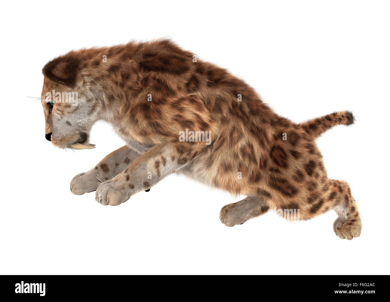 Sabertooth cat hi-res stock photography and images - Alamy