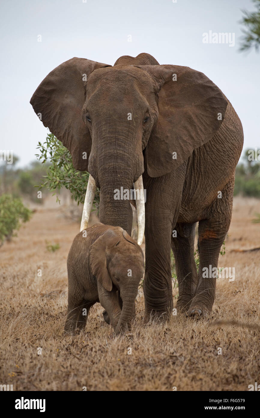 Elephant cow calf hi-res stock photography and images - Alamy