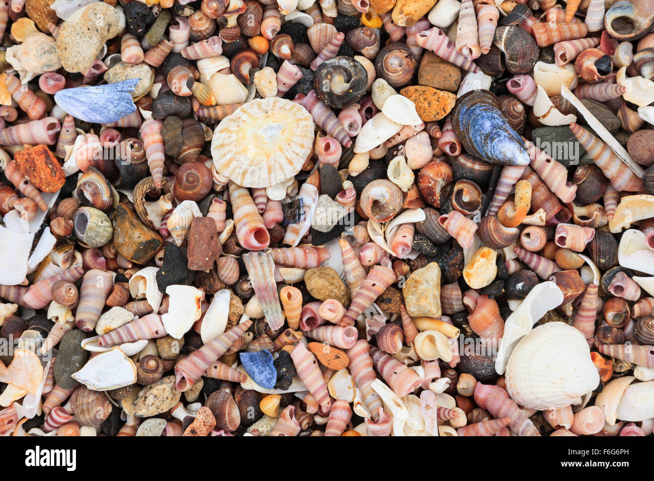 Colourful shells hi-res stock photography and images - Alamy
