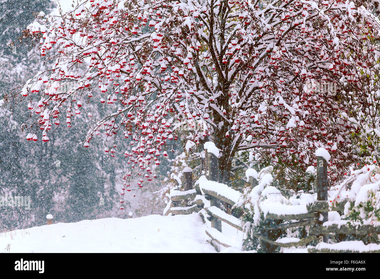Red guelder-rose, under snow Stock Photo - Alamy