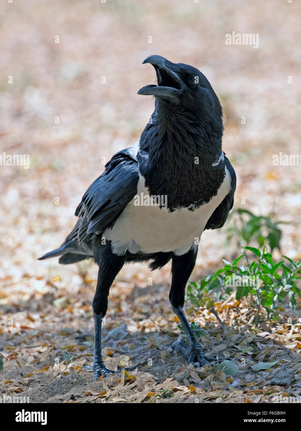 Pied crow Corvus albus Tsavo East National Park Kenya Stock Photo - Alamy
