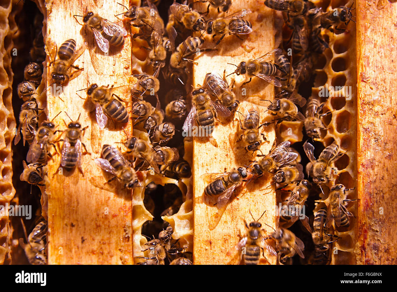 Close up view of the opened hive body showing the frames populated by ...