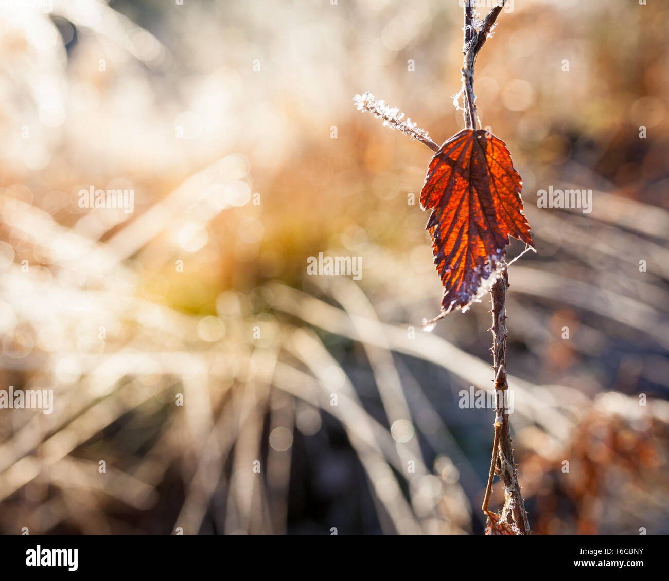 Frost close up hi-res stock photography and images - Alamy