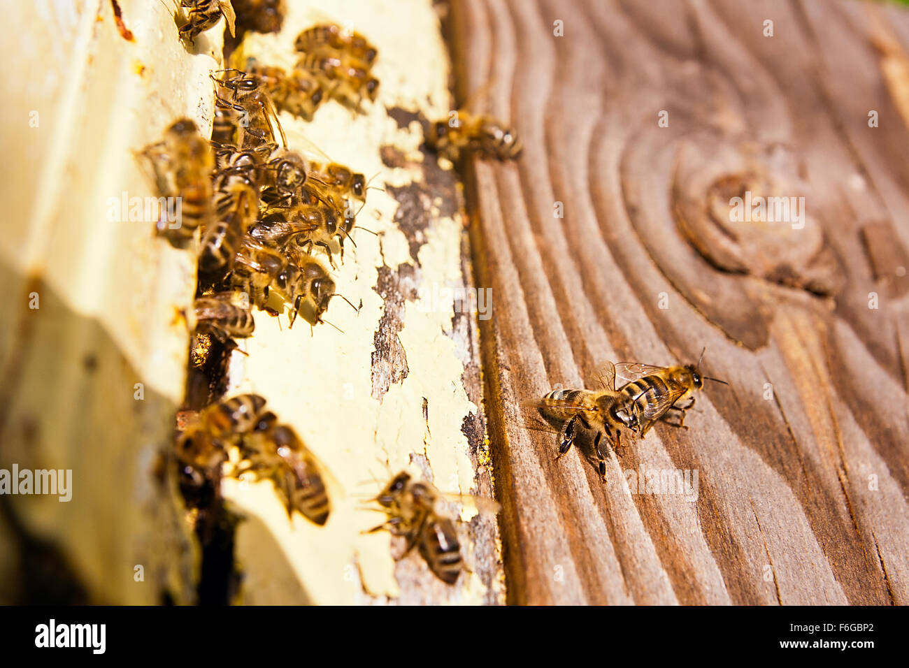 Plenty of bees at the entrance of beehive in apiary. Busy bees, close ...