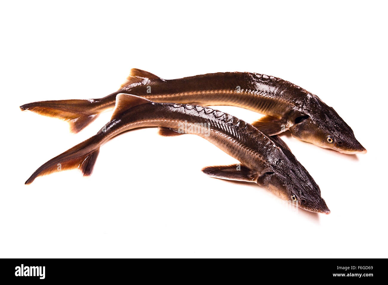 Two Fresh small sturgeon fish isolated on white background. Fresh ...