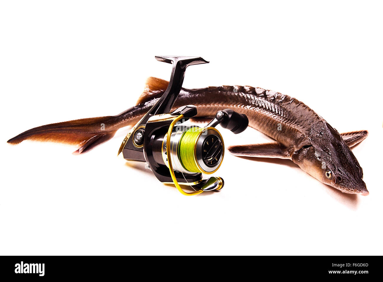 Fresh small sturgeon fish isolated on white background. Fresh starlet ...