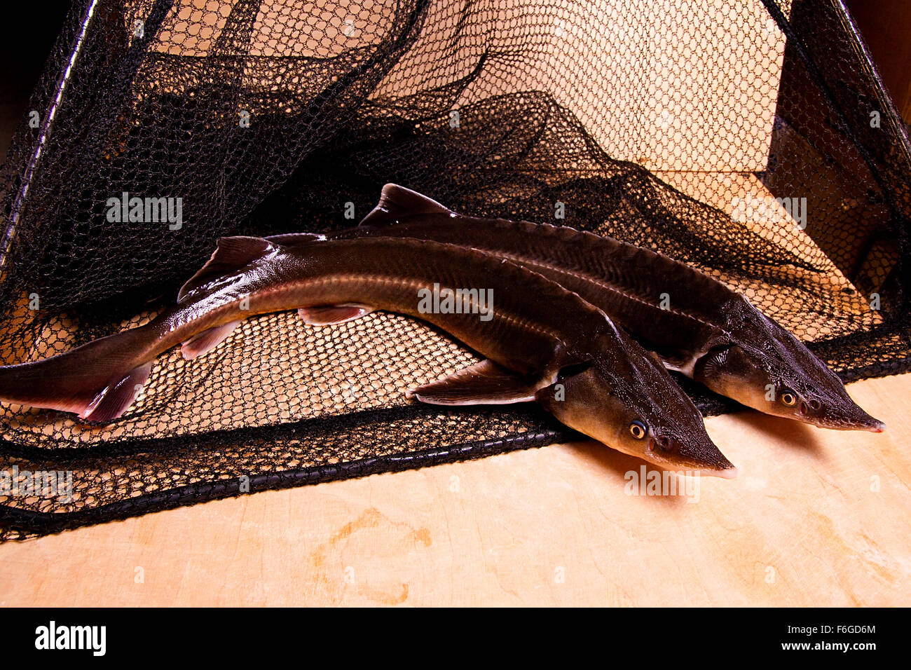Two Fresh small sturgeon fish on black fishing net. Fresh sterlet fish ...