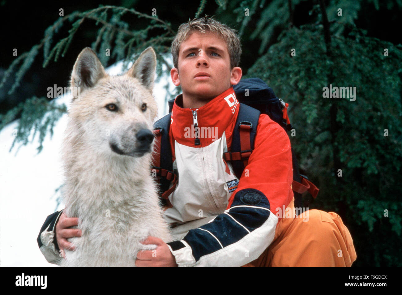 Silver wolf hi-res stock photography and images - Alamy