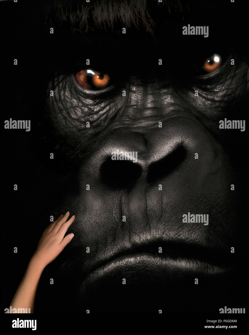 Dec 25, 1998; Los Angeles, CA, USA; A scene from 'Mighty Joe Young ...