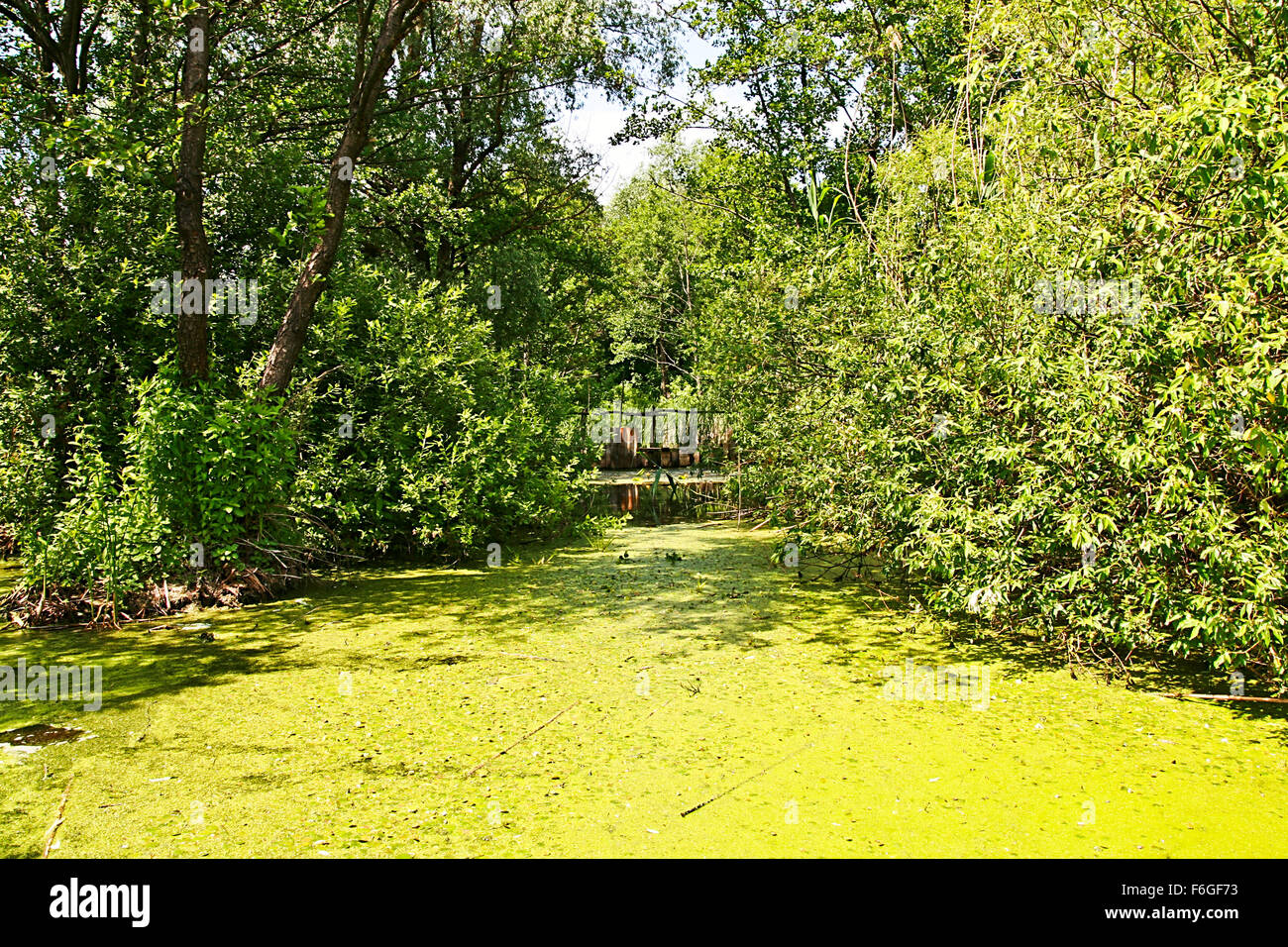 Small river with duckweed on the water at the summer time. Small bridge ...
