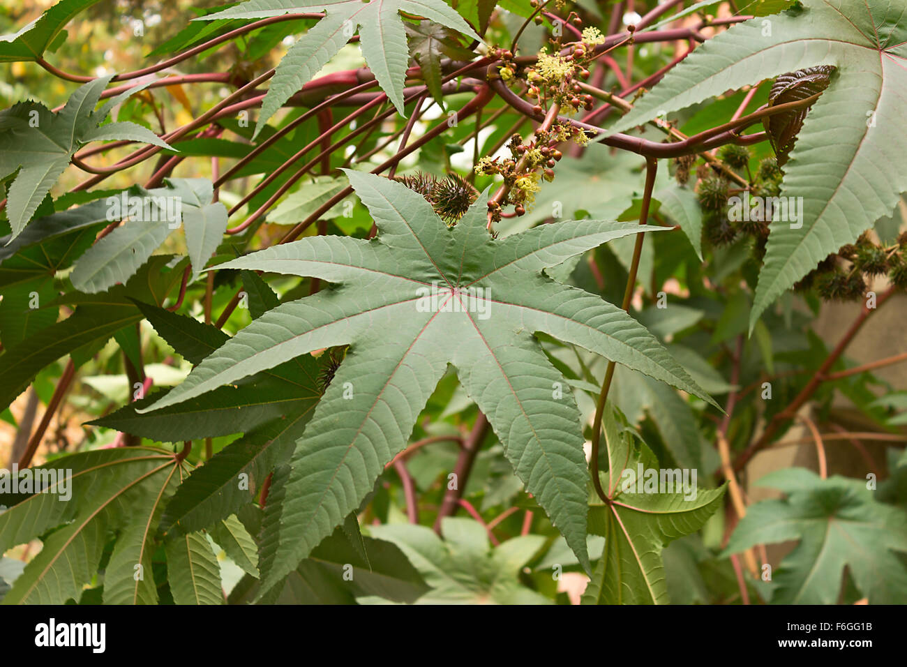 Castor oil plant Stock Photo - Alamy
