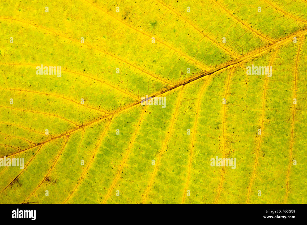 Walnut tree leaves hi-res stock photography and images - Alamy