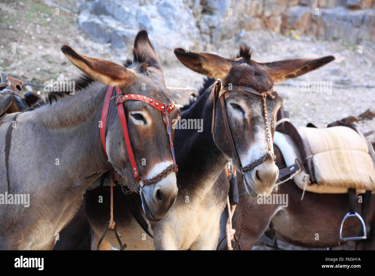 Donkeys resting at the Acropolis, Lindos, Rhodes, Greece Stock Photo ...