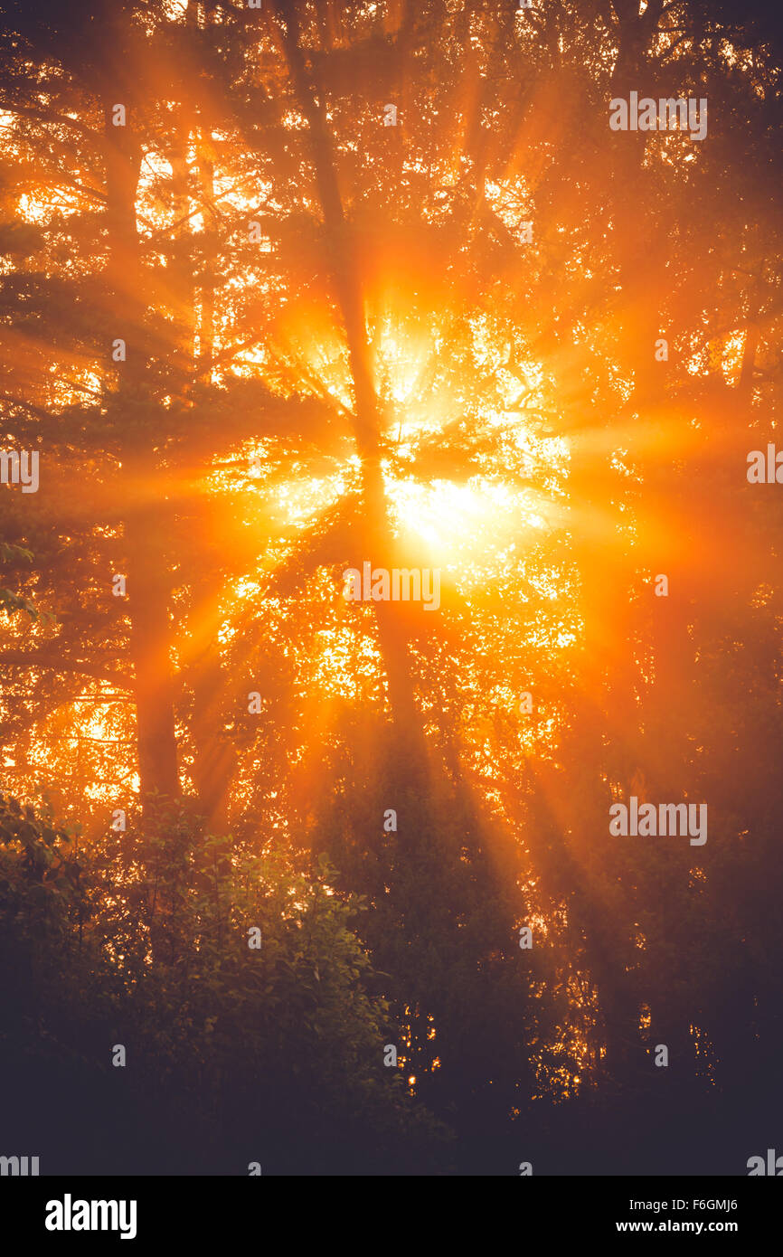 Sunbeams through tree in morning fog details Stock Photo - Alamy