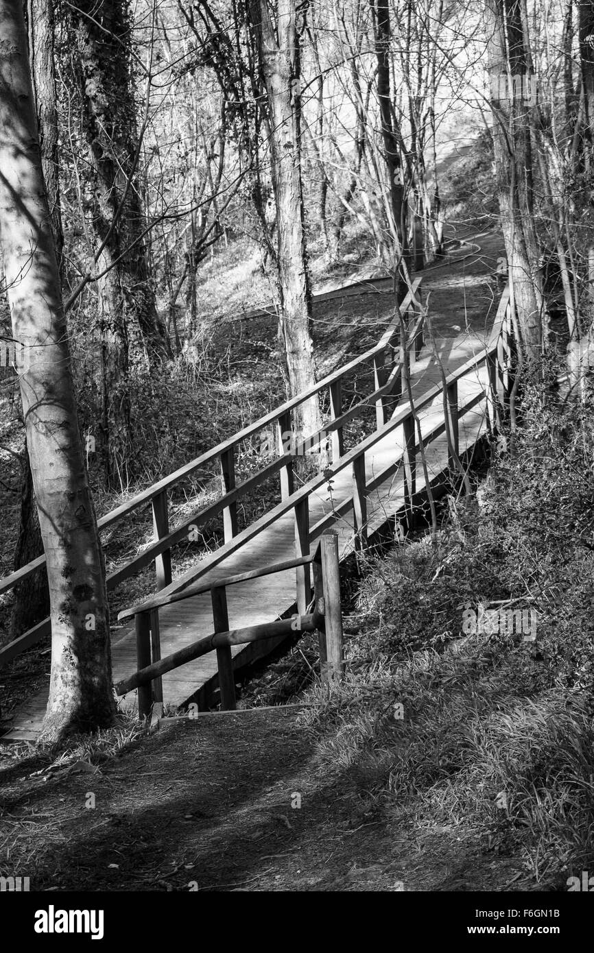 Colorful nature trees Black and White Stock Photos & Images - Alamy